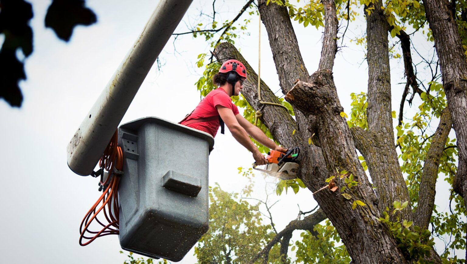 North Plainfield - Jireh Tree Service